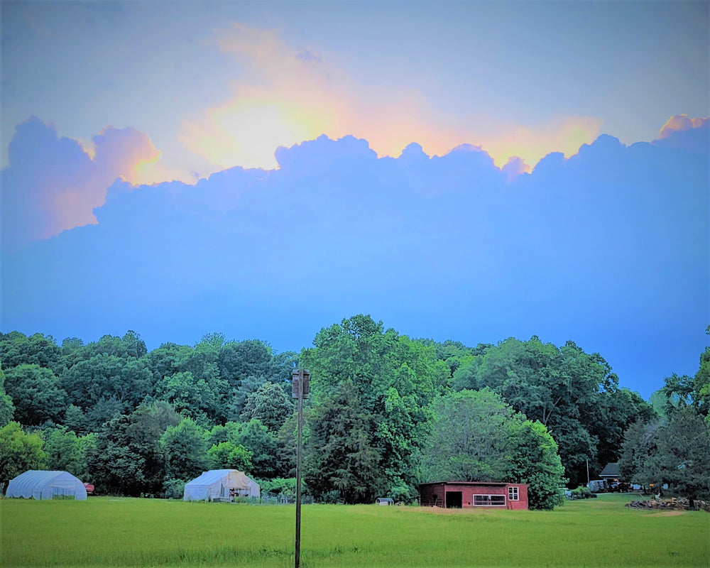 Willow Ridge Farmstead
